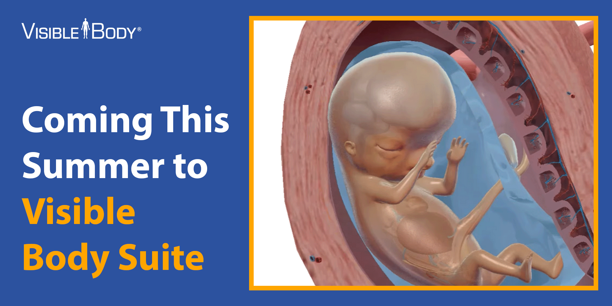 Fetal Development, Pregnancy, and New Uterus Models Coming Soon to Visible Body Suite